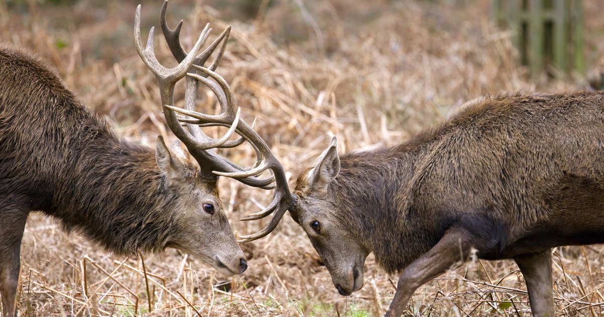 Address & Resolve Conflict in Your Team